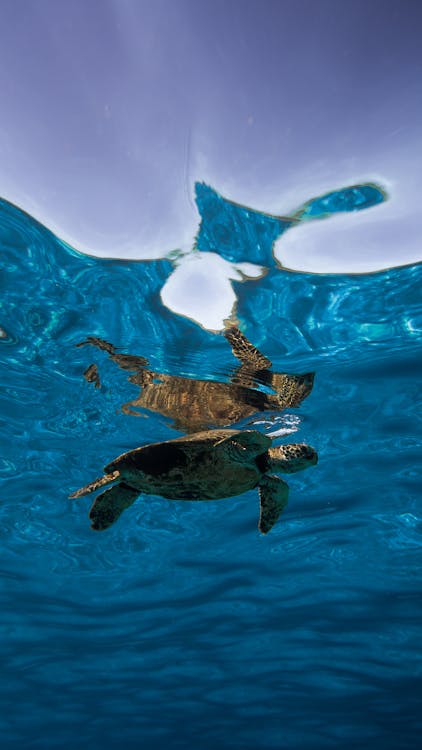 Sea Turtles and Responsible Tourism – Resin Vibe